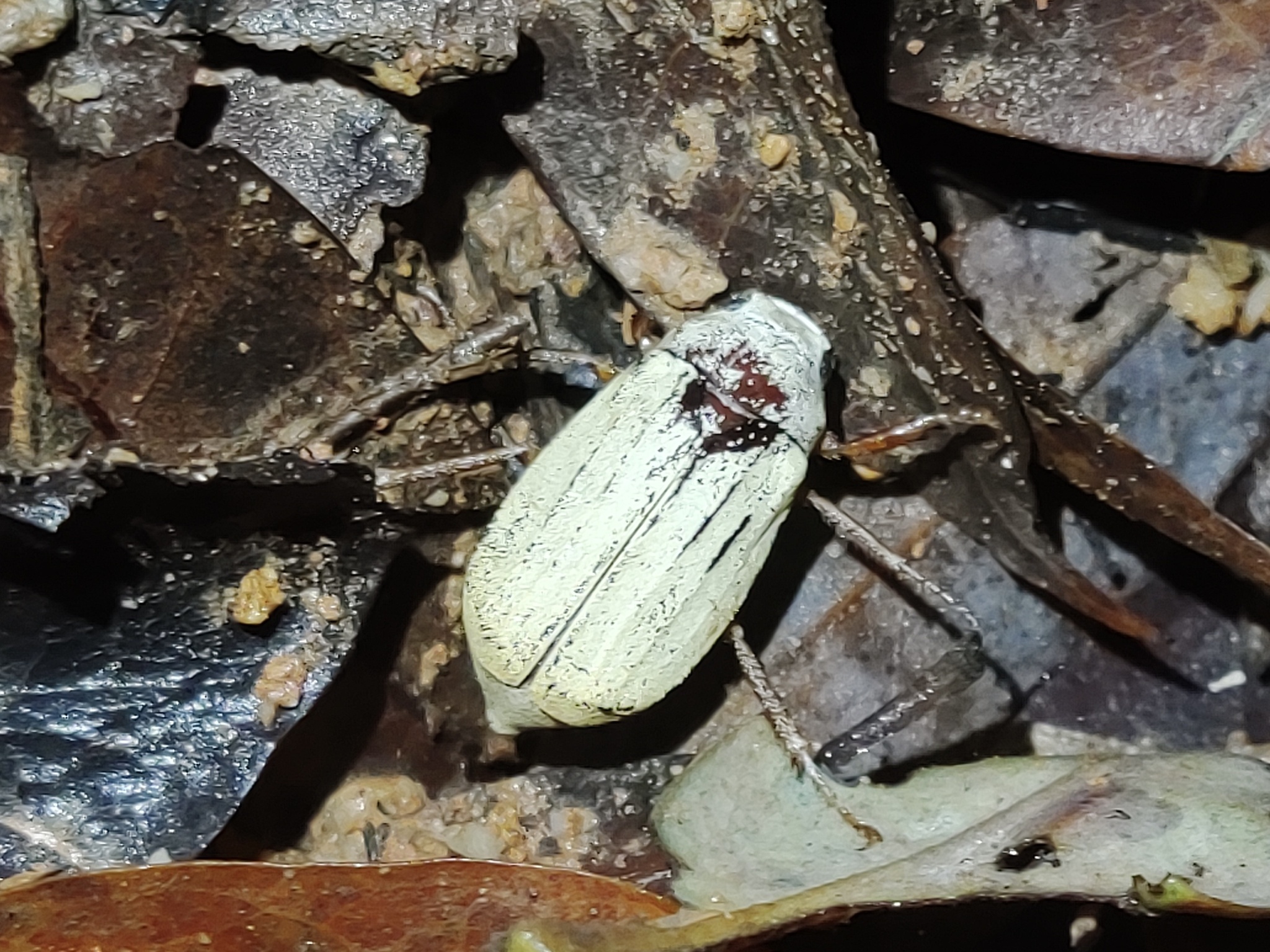 Cyphochilus apicalis Waterhouse, 1867