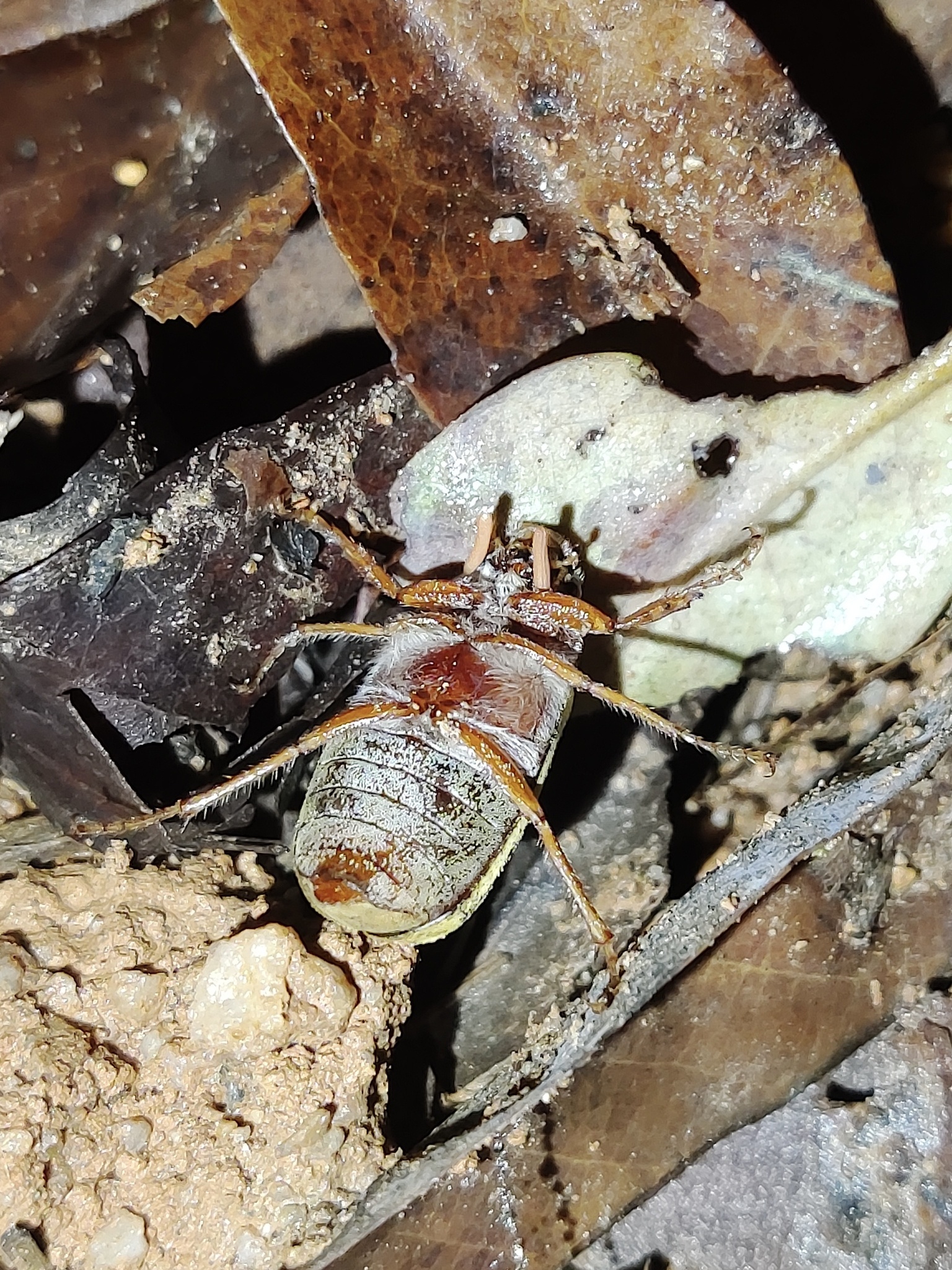 Cyphochilus apicalis Waterhouse, 1867