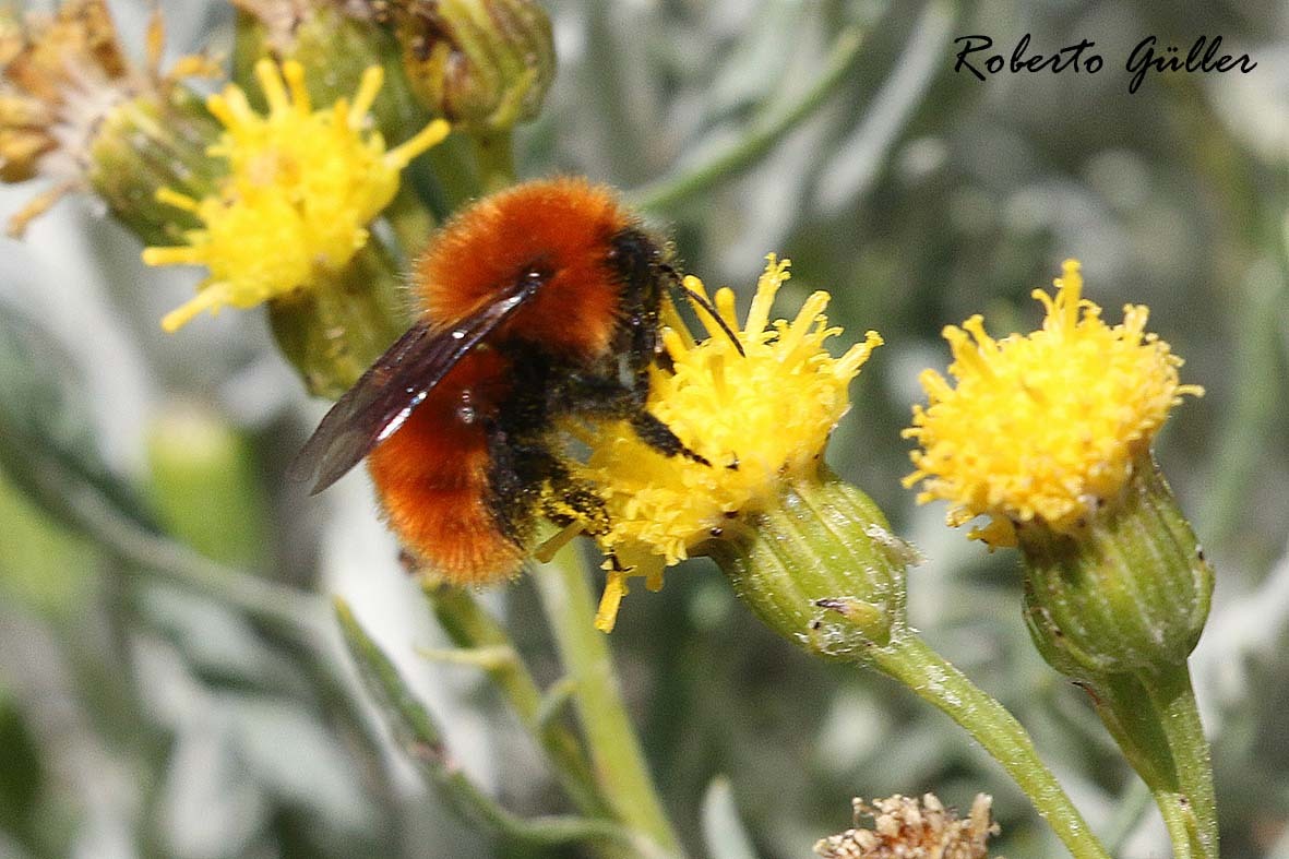 Bombus dahlbomii Guérin-Méneville, 1835