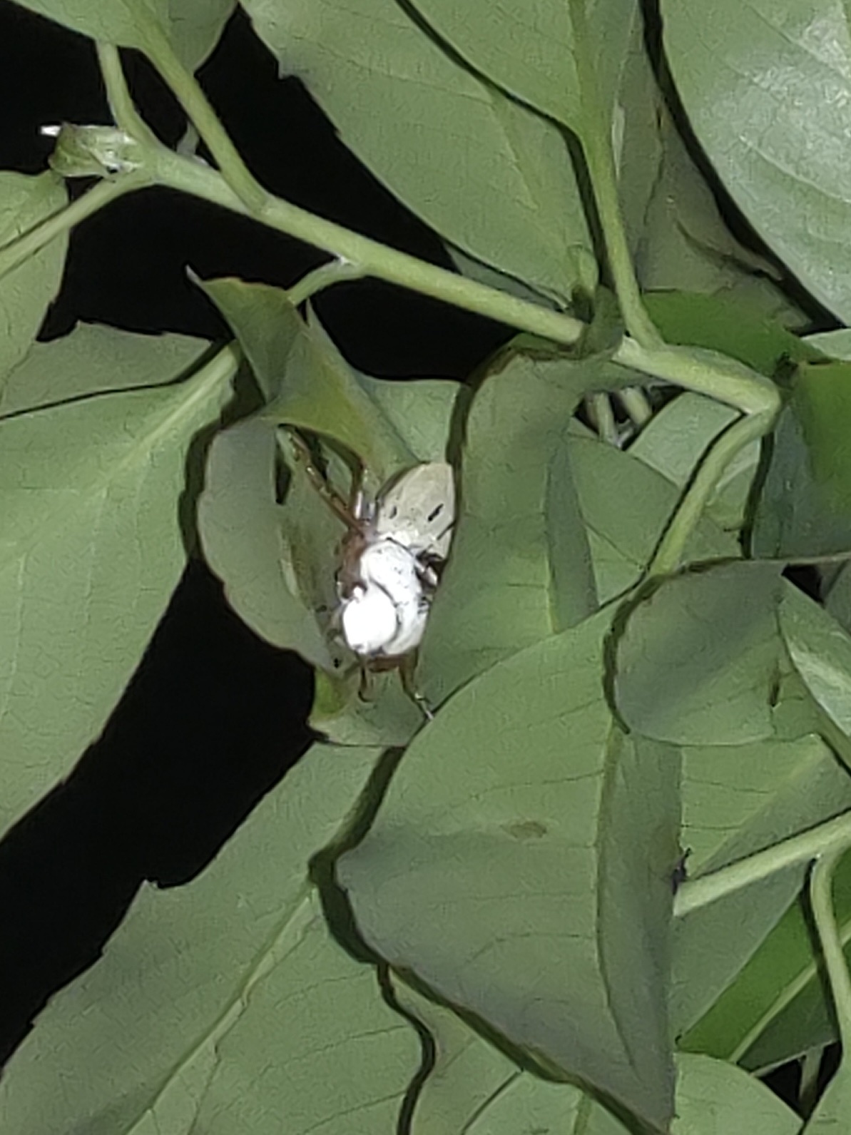 Cyphochilus apicalis Waterhouse, 1867