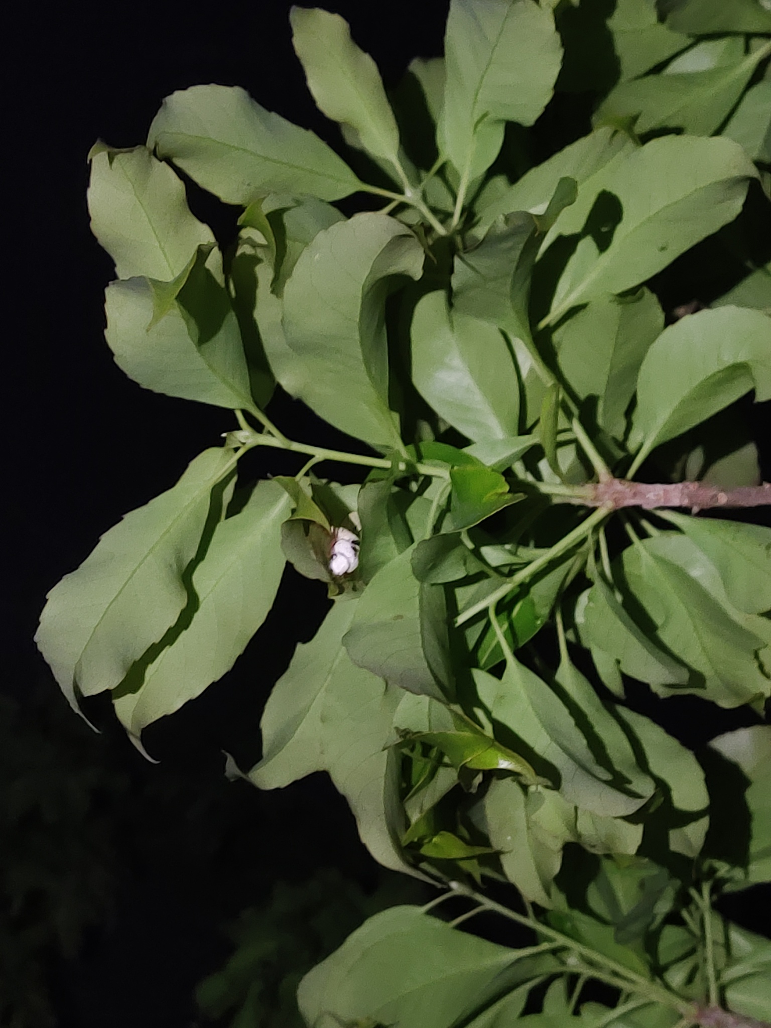 Cyphochilus apicalis Waterhouse, 1867