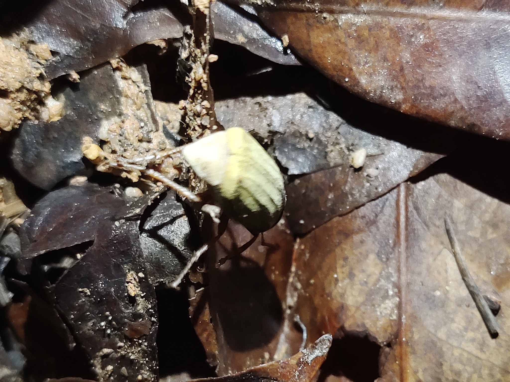 Cyphochilus apicalis Waterhouse, 1867