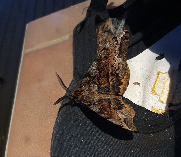Batwing Moth in May 2021 by johnniemac. Male Chelepteryx collesi White ...