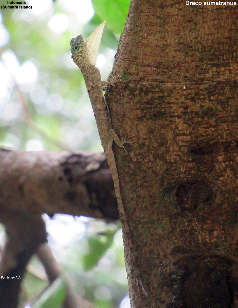 Sumatran Flying Dragon from Indonesia, Sumatra Island, Ketambe Village ...
