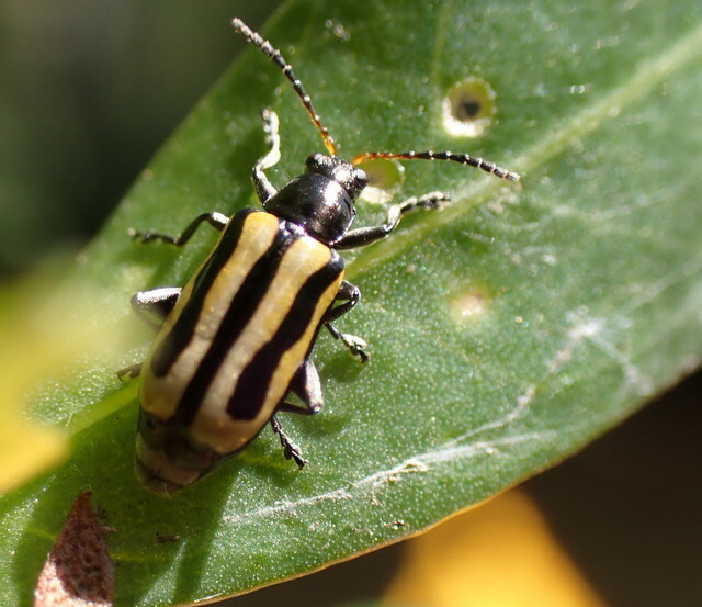 Agasicles Jacoby, 1904