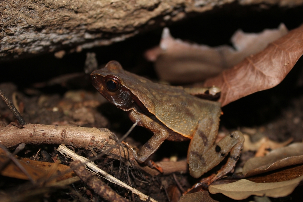 Leaf Litter Toad from UTN on March 27, 2023 by Sarah González · iNaturalist