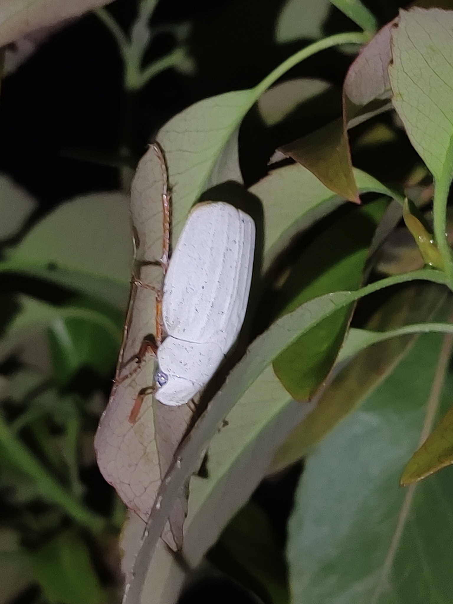 Cyphochilus apicalis Waterhouse, 1867
