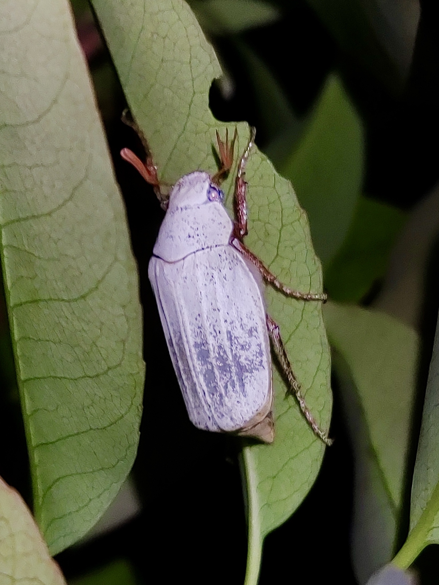Cyphochilus apicalis Waterhouse, 1867