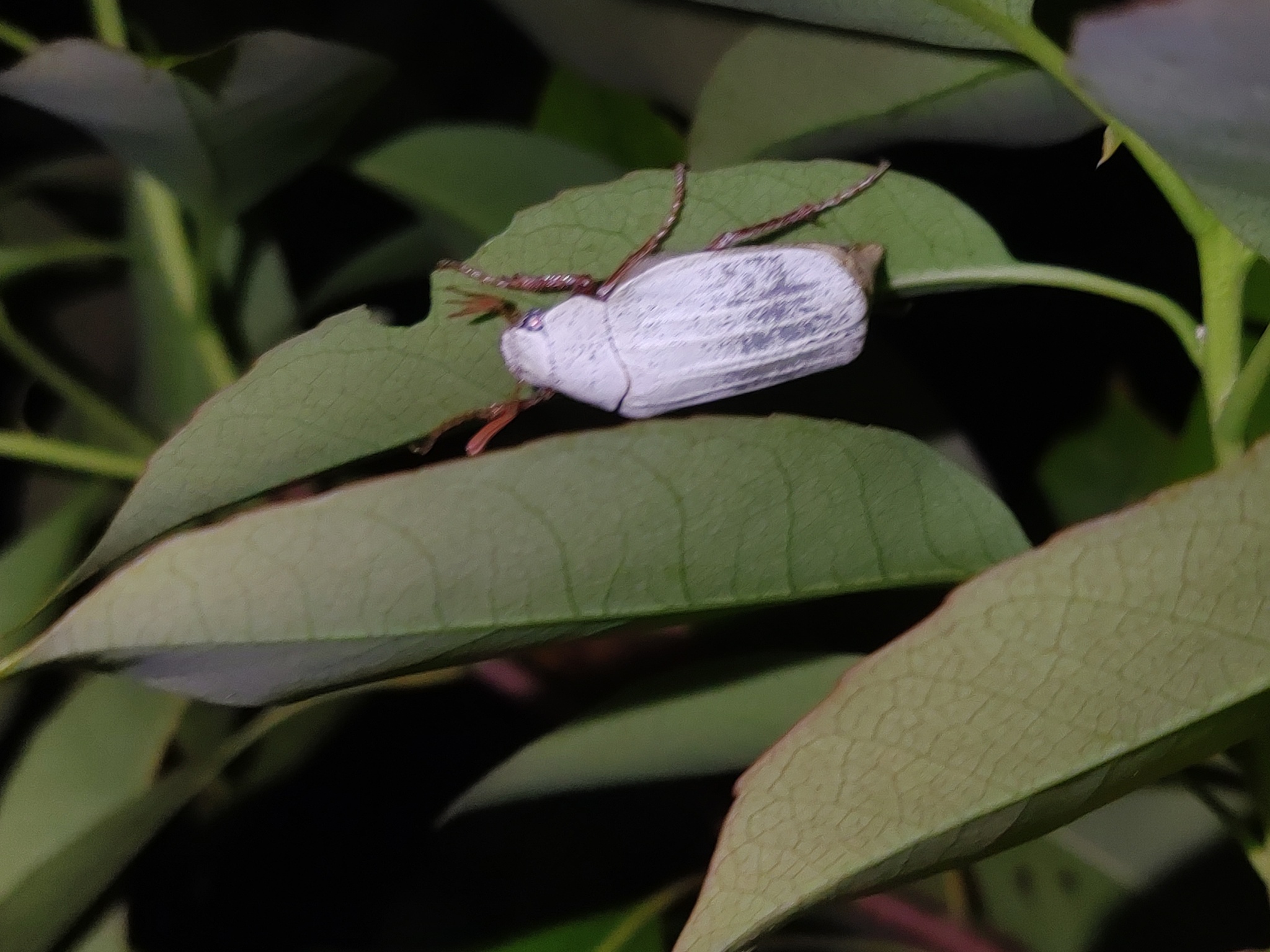 Cyphochilus apicalis Waterhouse, 1867