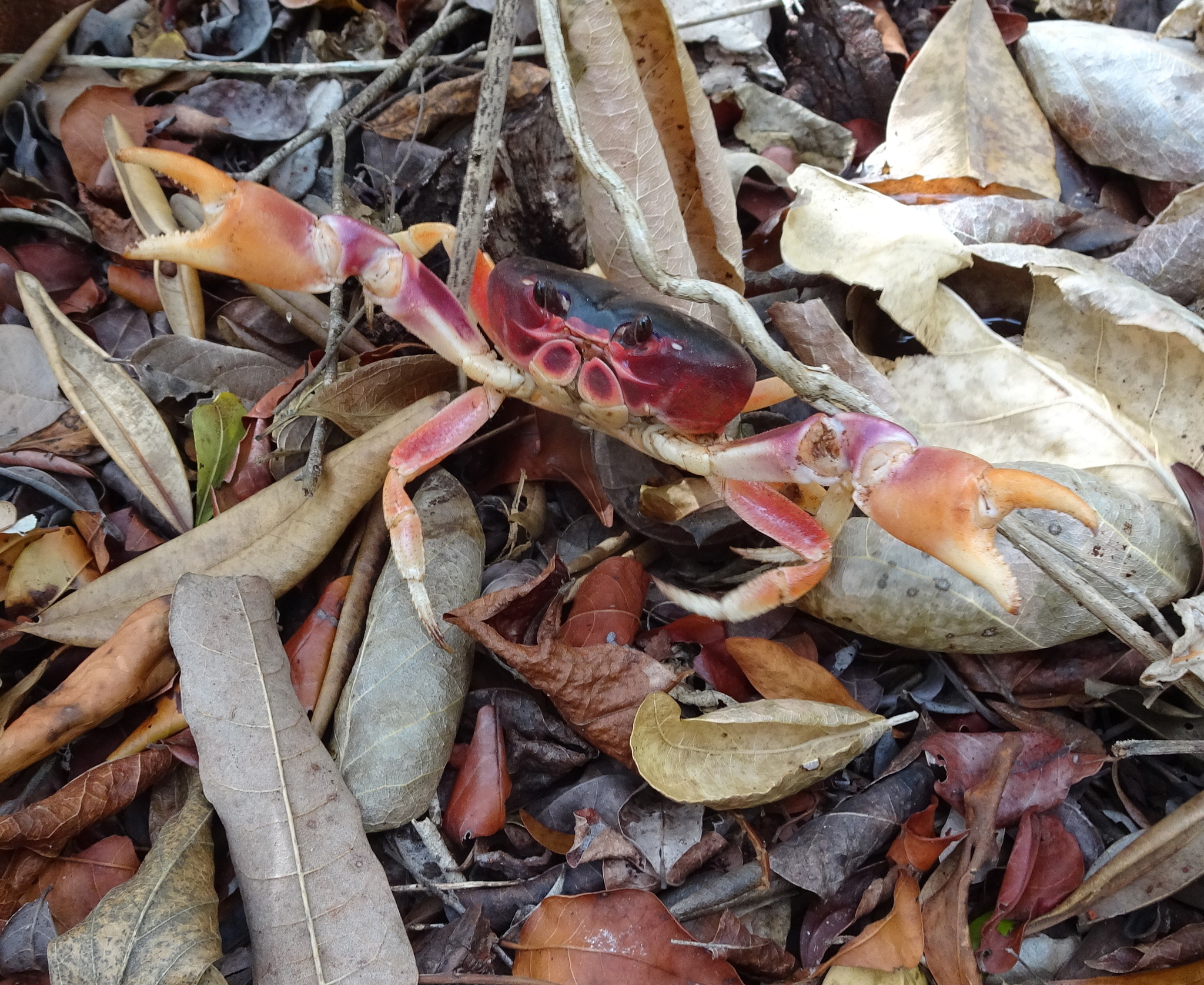 Gecarcinus lateralis Guérin, 1832