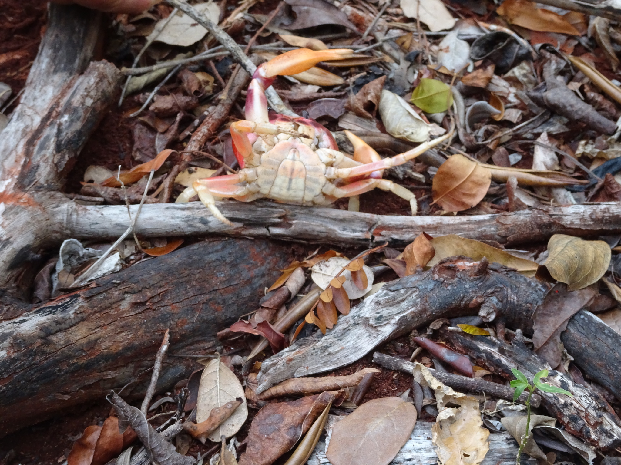 Gecarcinus lateralis Guérin, 1832