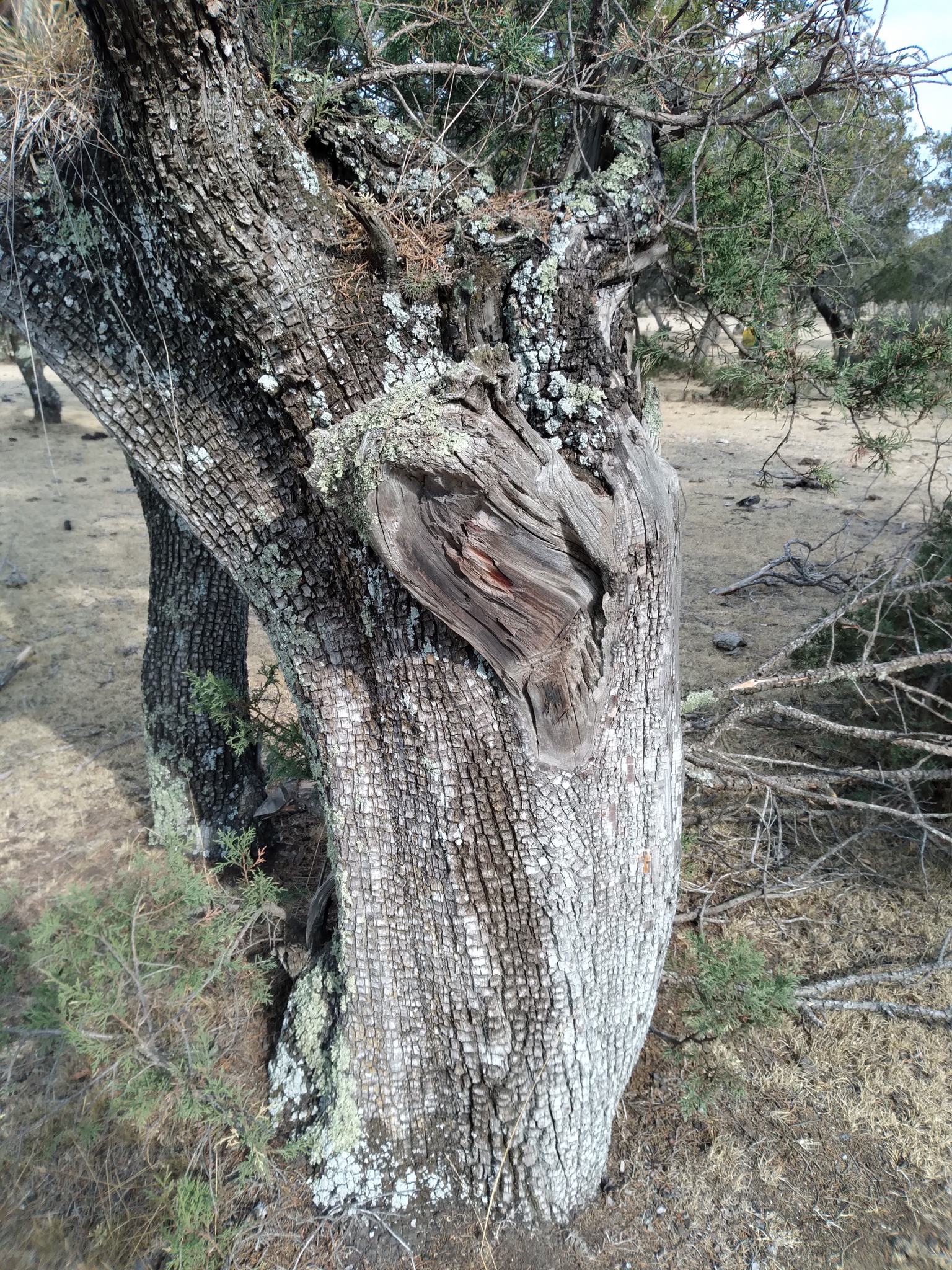 Mammillaria uncinata Zucc. ex Pfeiff.