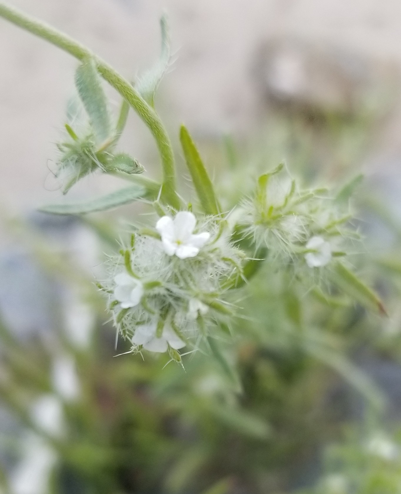 Cryptantha nevadensis A.Nelson & Kenn.