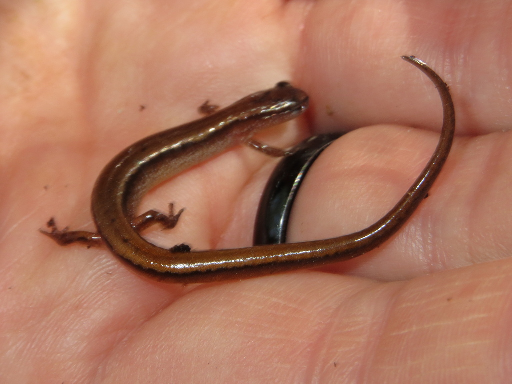 Hillis's Dwarf Salamander from Macon County, AL, USA on March 30, 2023 ...