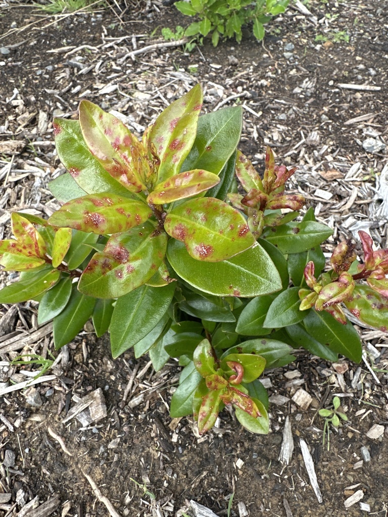 Myrtle Rust in March 2023 by Sadie Mills. On a wind blown plant ...