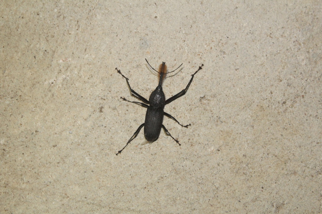 Bearded Weevil from Jacobina, BA, 44700-000, Brasil on March 27, 2023 ...