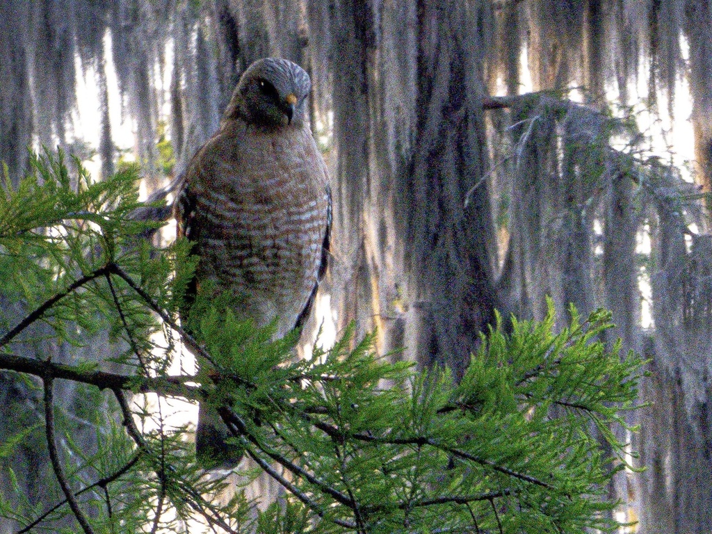 Red-shouldered Hawk from Breaux Bridge, LA, US on March 30, 2023 at 07: ...