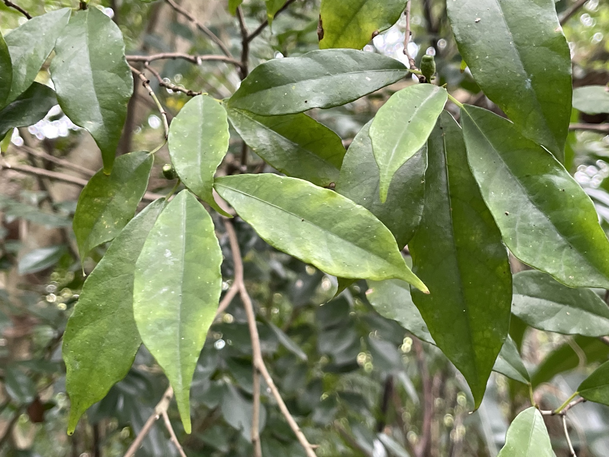 Ficus formosana Maxim.