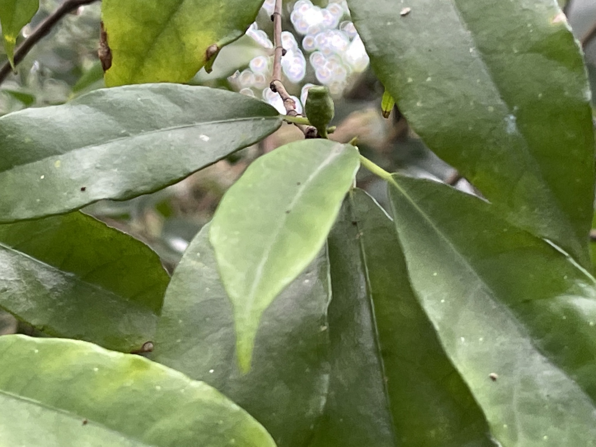 Ficus formosana Maxim.