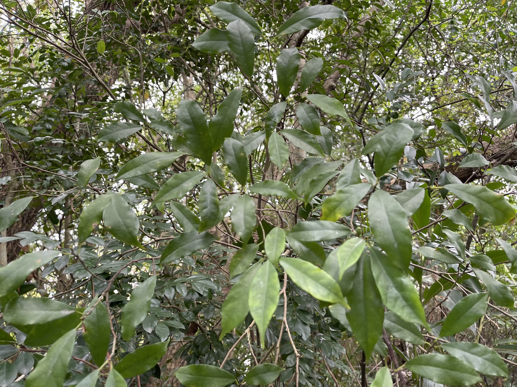 Ficus formosana Maxim.