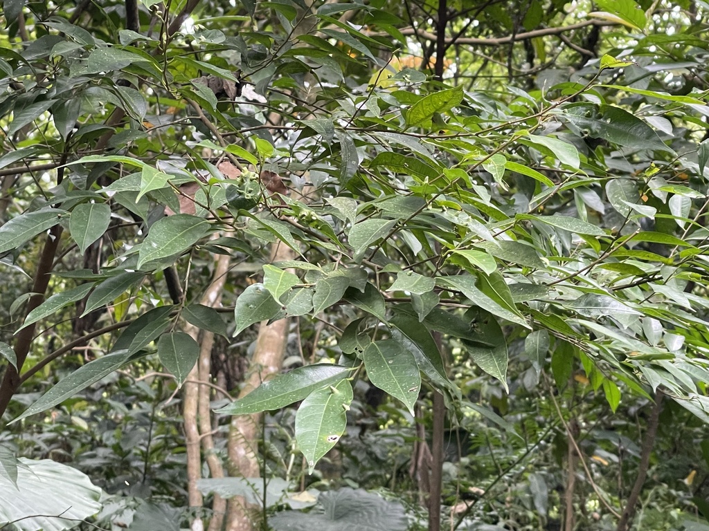 Ficus ampelos from 景華街128巷3弄, TW on March 31, 2023 at 11:21 AM by ...