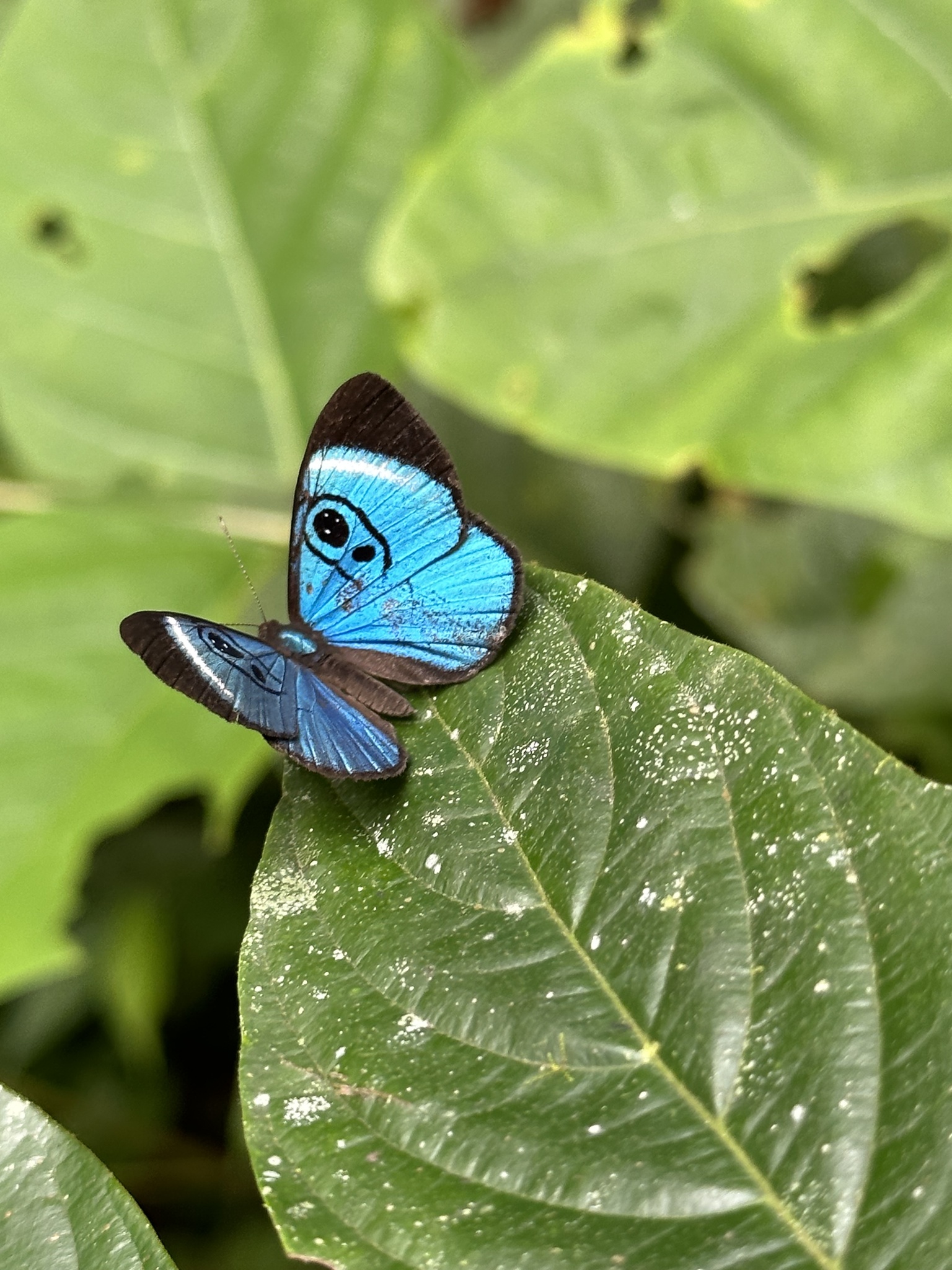 Mesosemia loruhama Hewitson, 1869