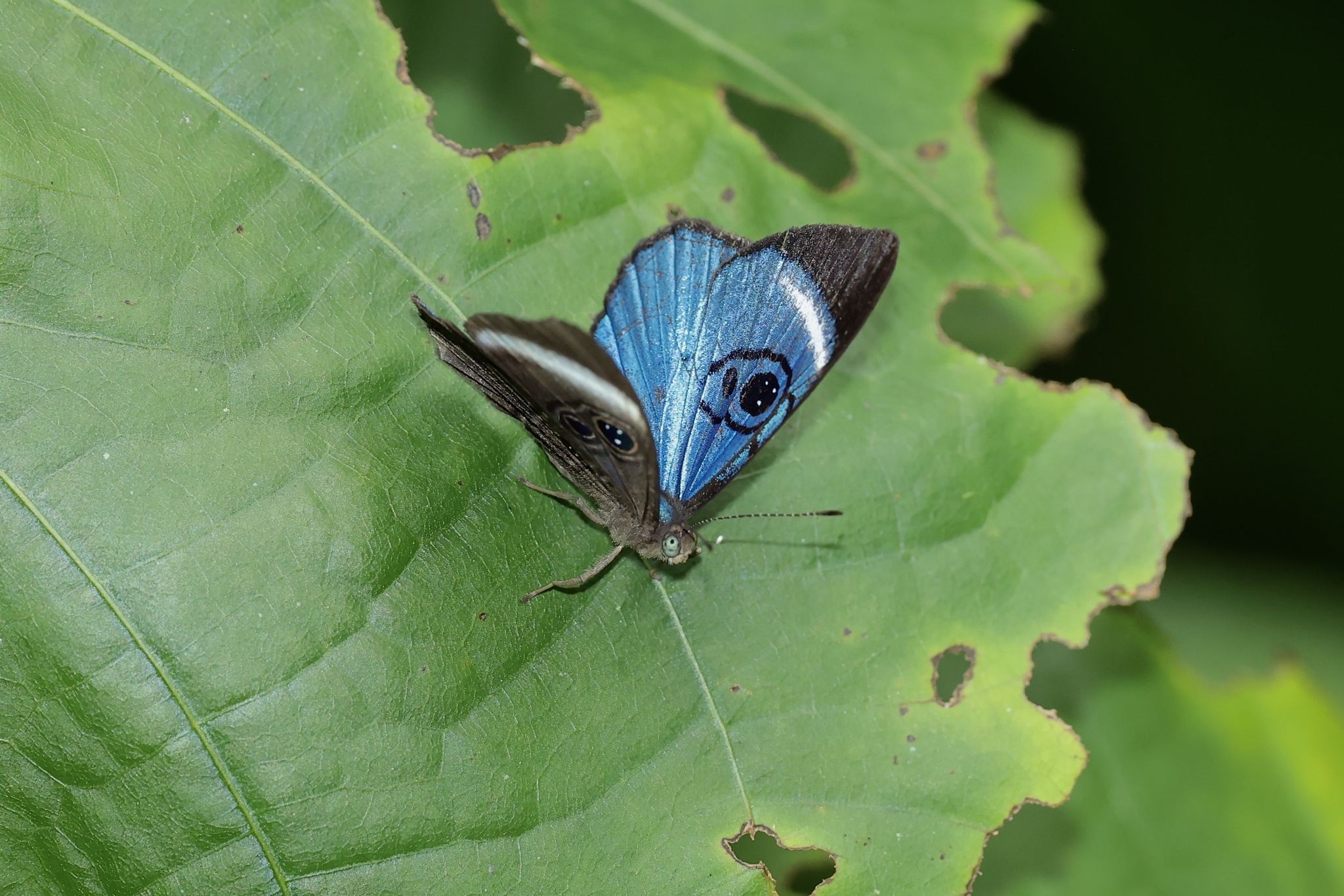 Mesosemia loruhama Hewitson, 1869