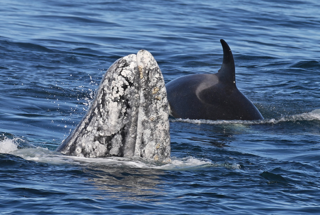 Grey Whale from Monterey County, CA, USA on March 30, 2023 at 10:16 AM ...