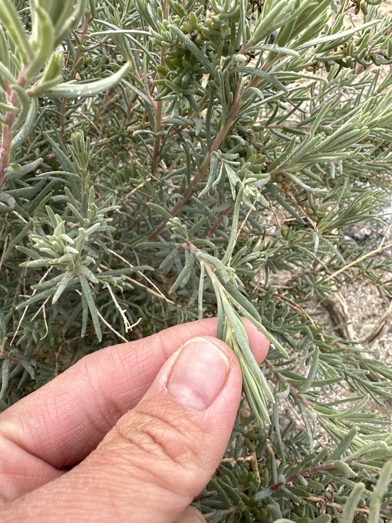 Suaeda nigra (Raf.) J.F.Macbr.