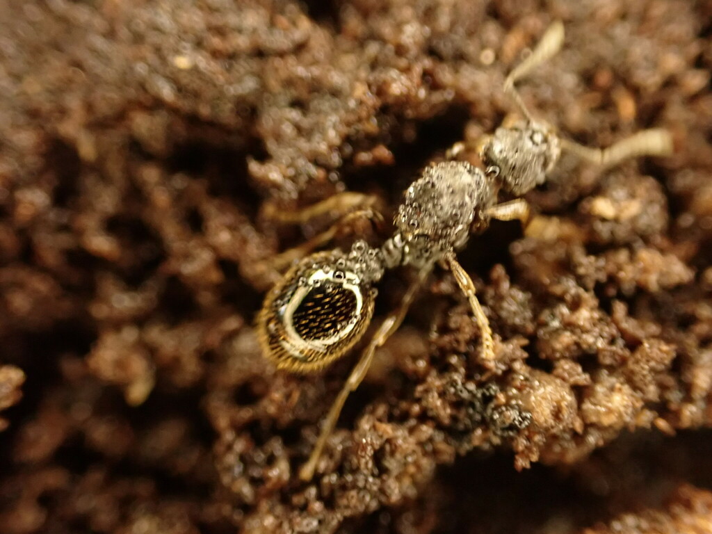 Myrmicine Ants from Selwyn District, Canterbury, New Zealand on March ...