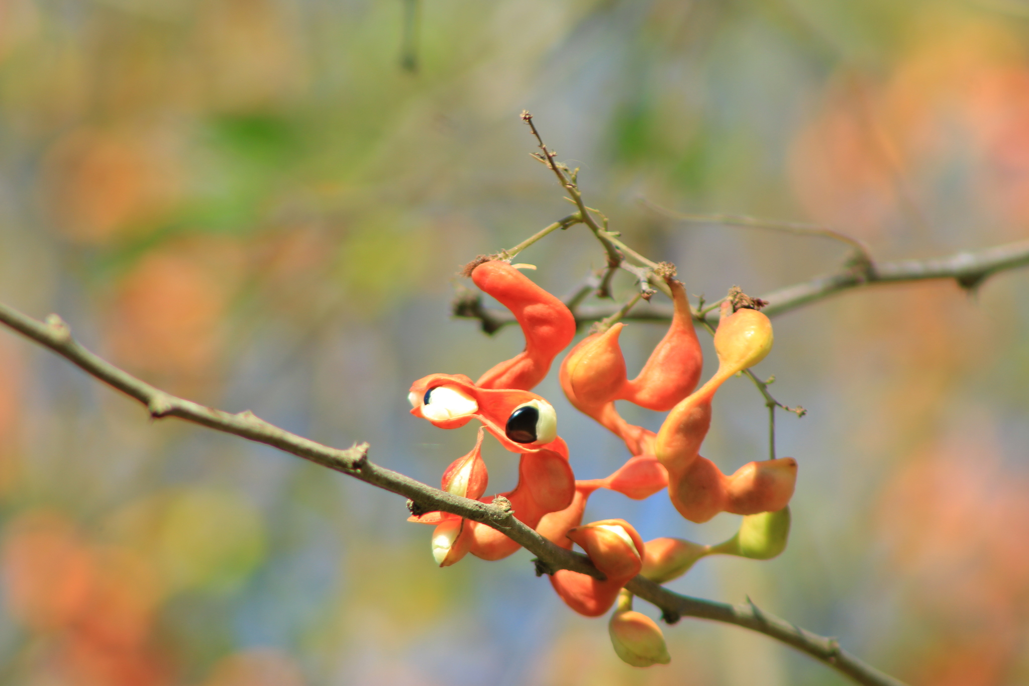 Pithecellobium unguis-cati (L.) Benth.