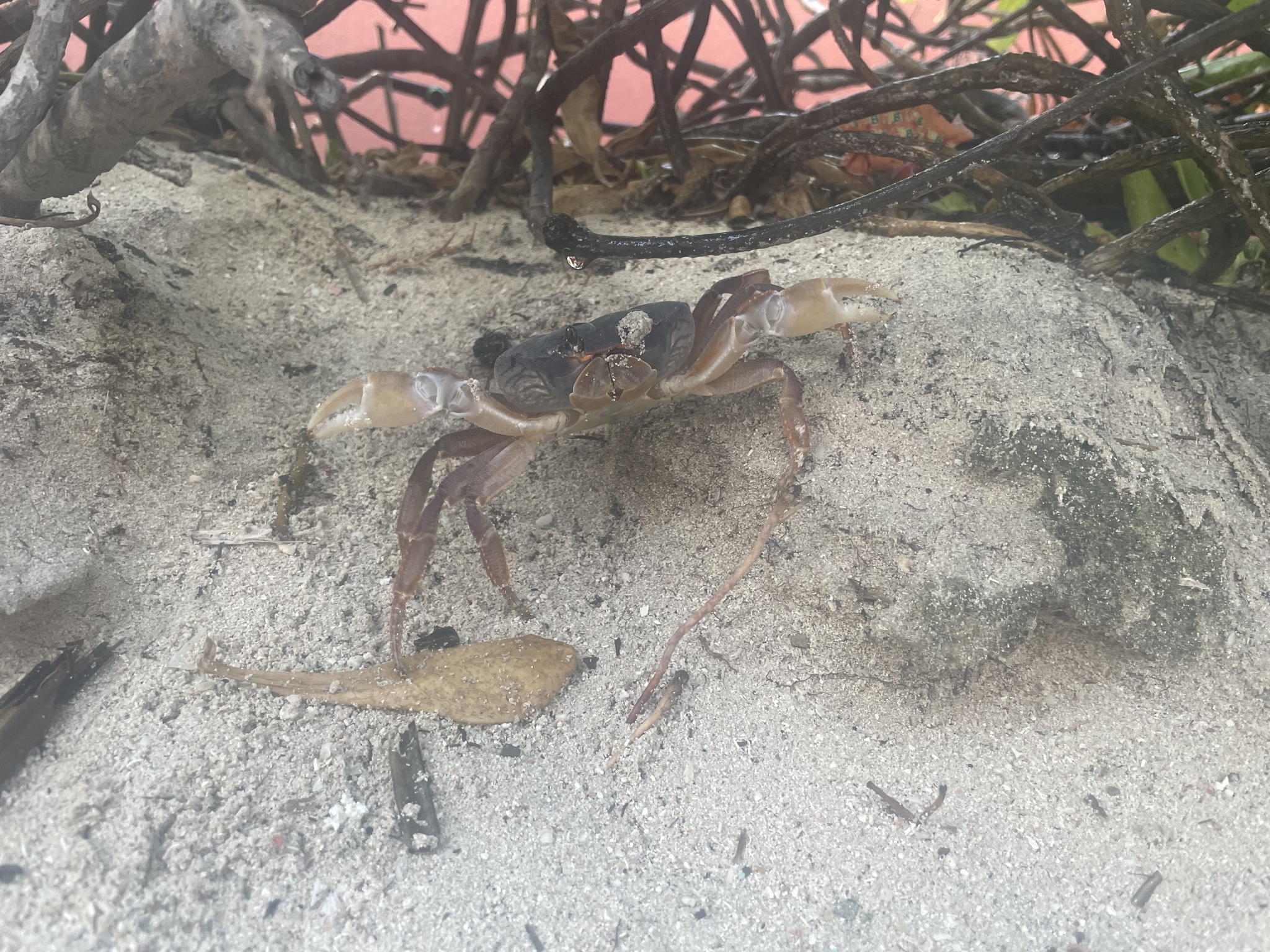 Gecarcinus ruricola (Linnaeus, 1758)