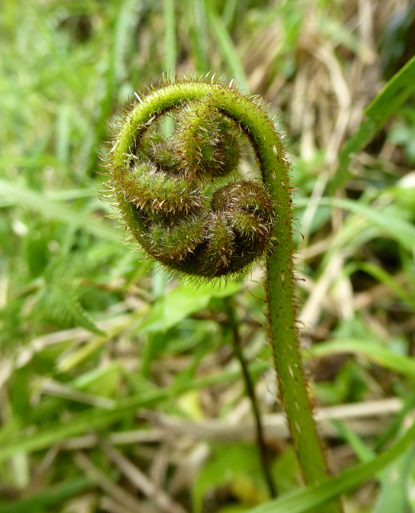 scaly tree ferns from Gordon Park Scenic Reserve, Okoia, Whanganui, New ...