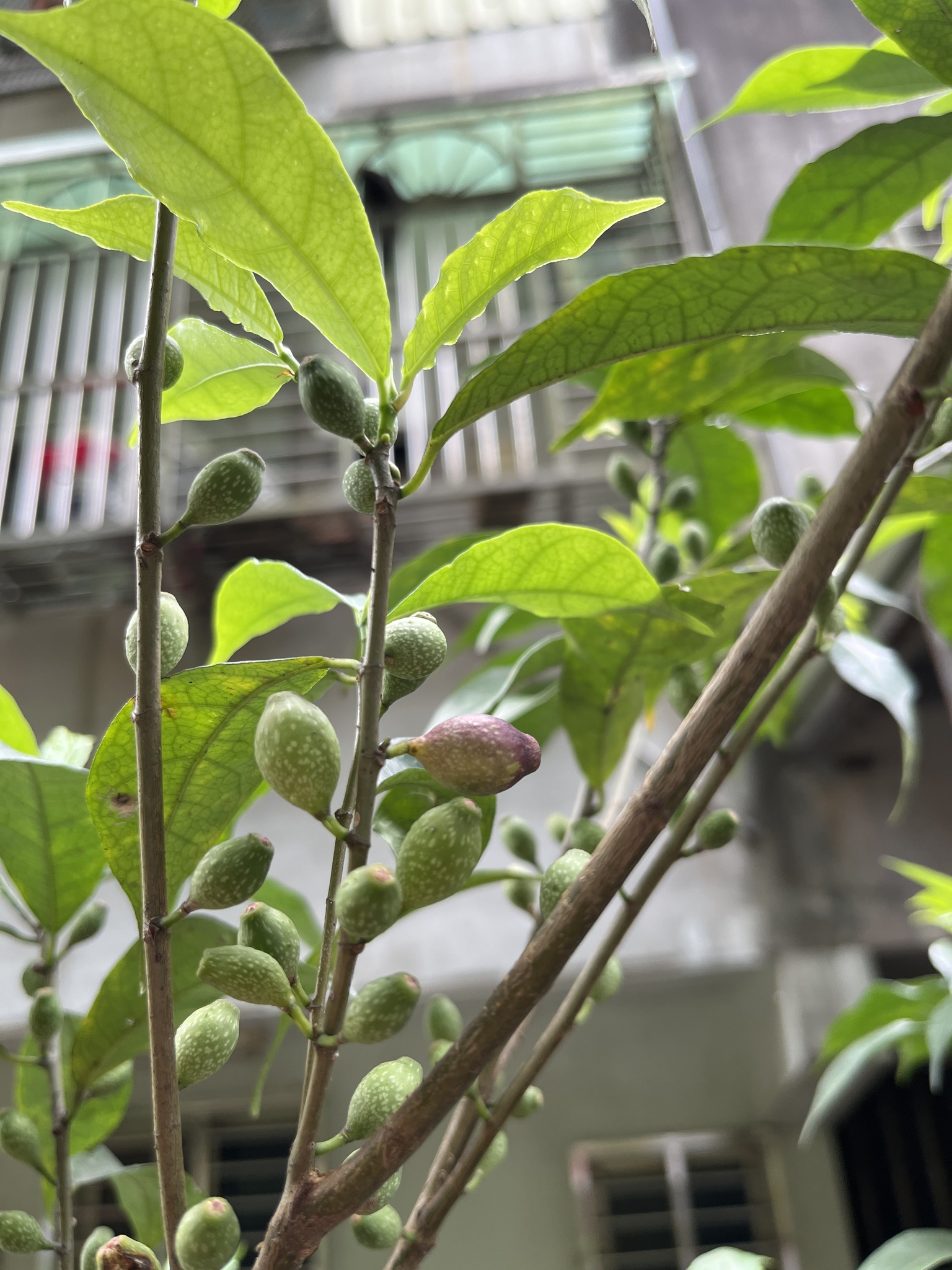 Ficus formosana Maxim.