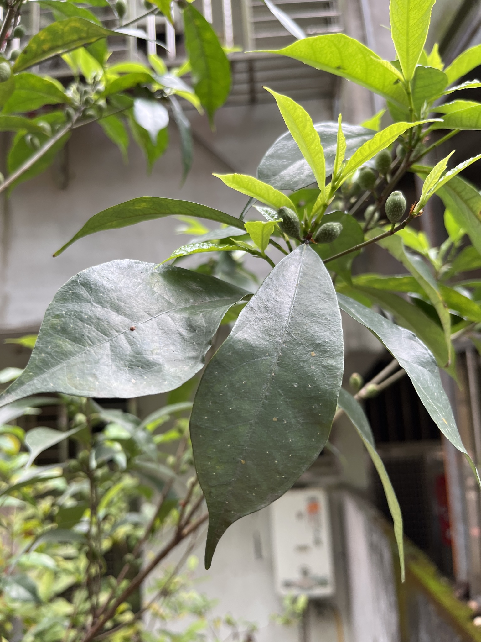 Ficus formosana Maxim.