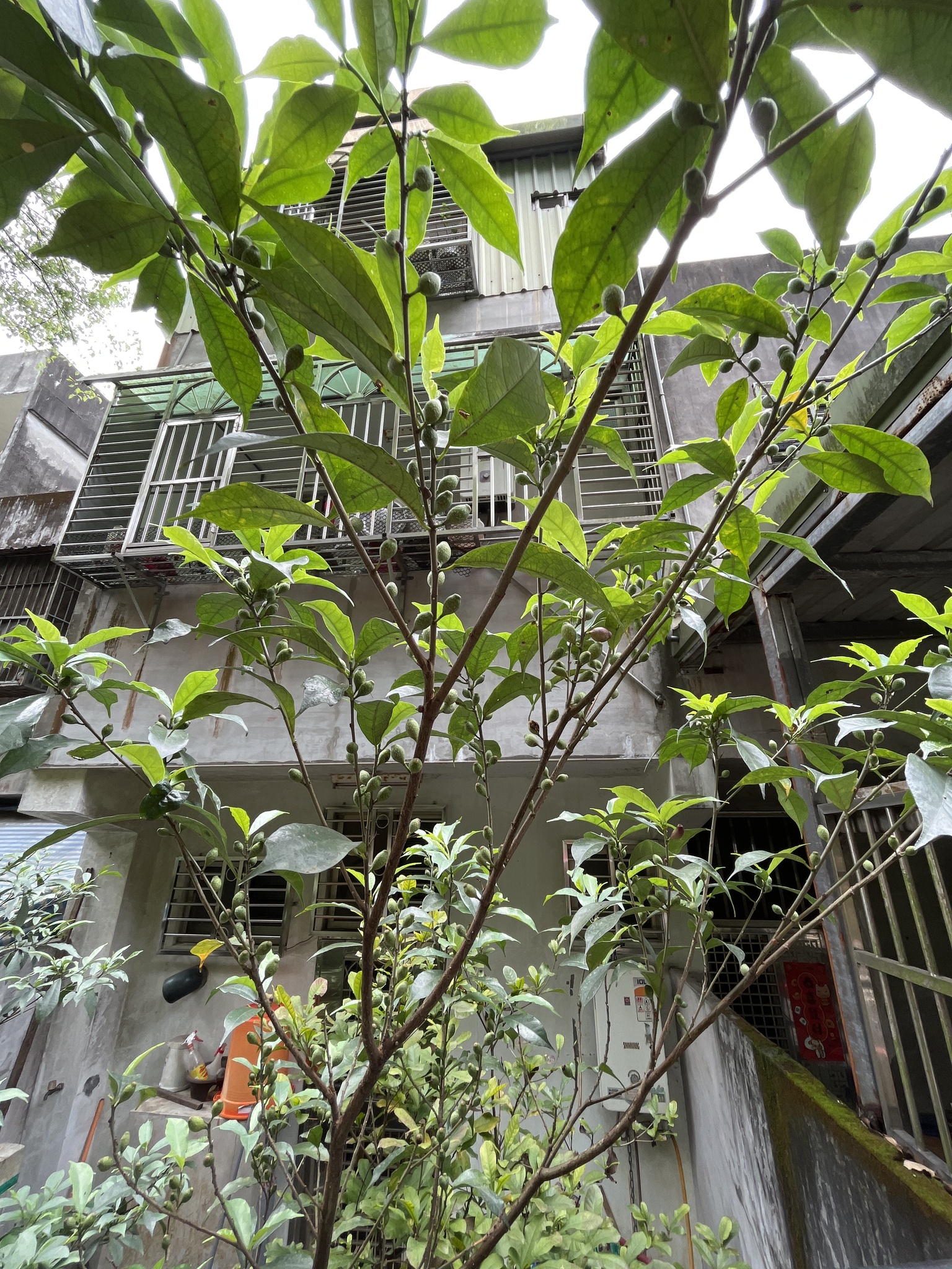 Ficus formosana Maxim.