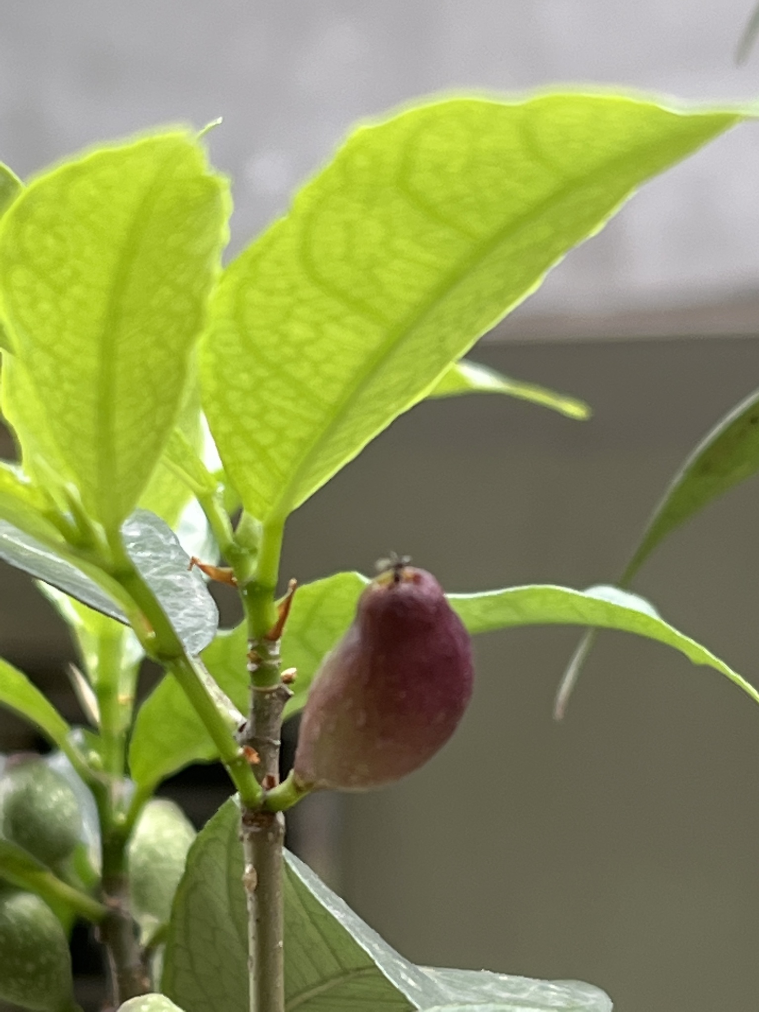 Ficus formosana Maxim.