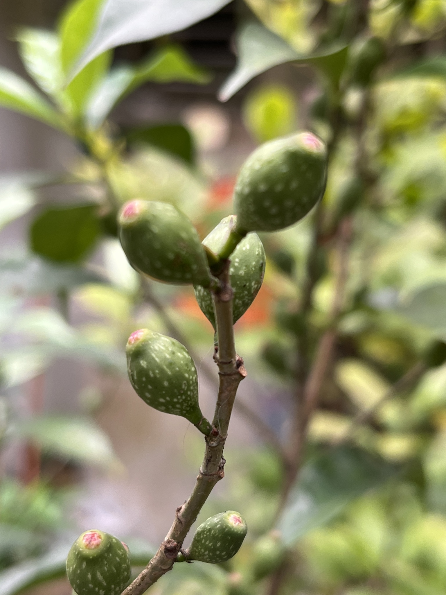 Ficus formosana Maxim.