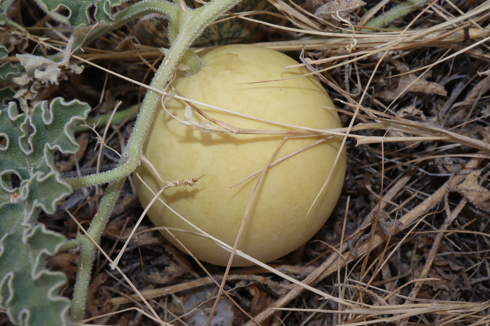 Citrullus colocynthis (L.) Schrader