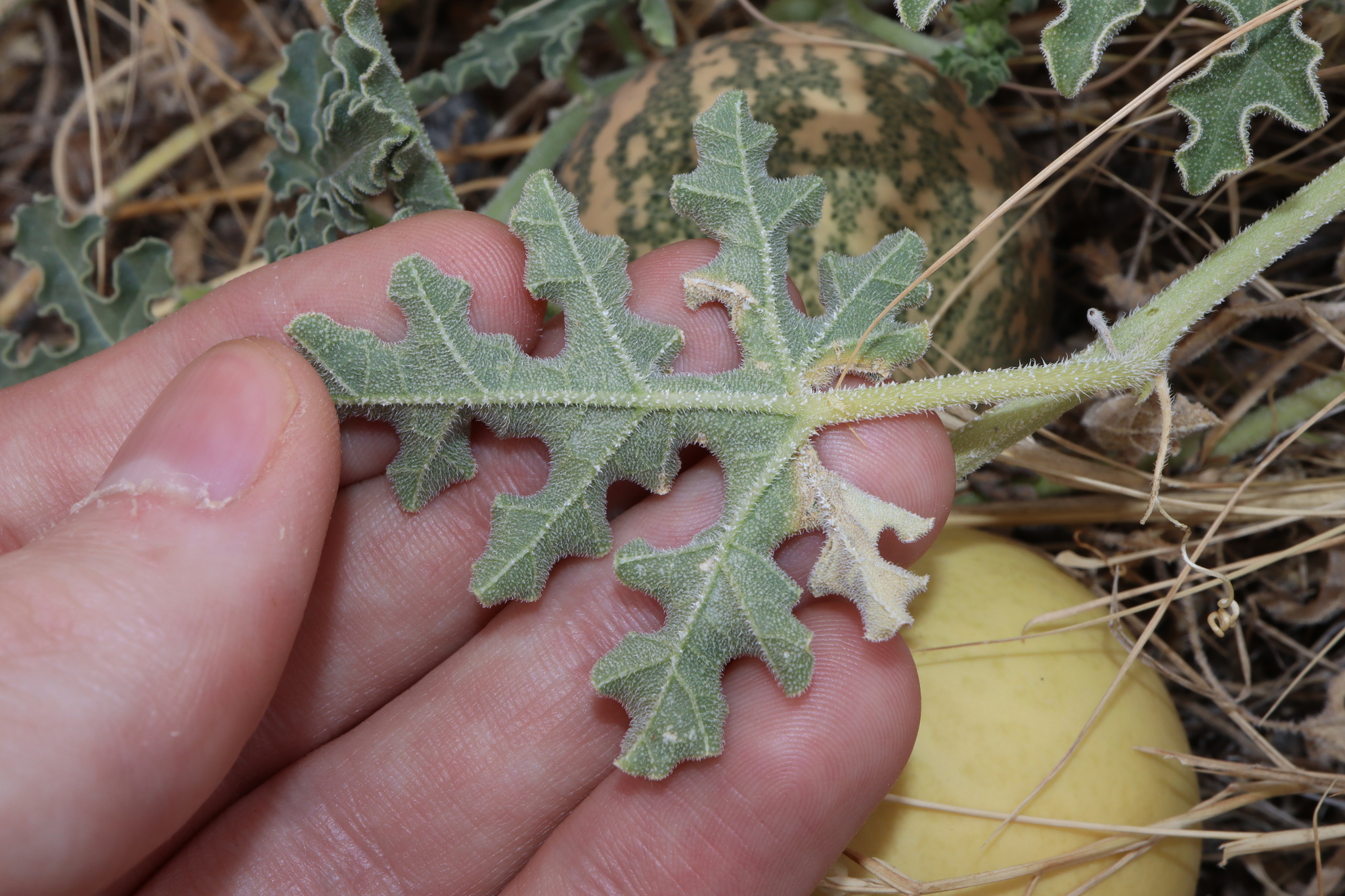 Citrullus colocynthis (L.) Schrader