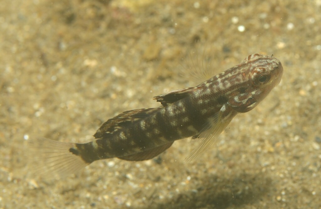 Whitebarred Goby from Sydney NSW, Australia on March 31, 2023 at 11:29 ...