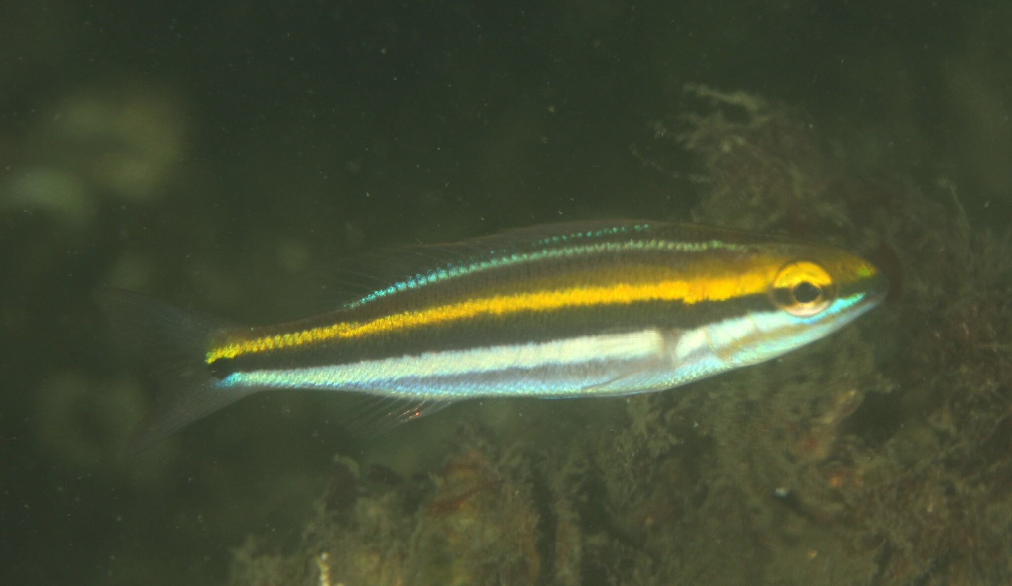 Pentapodus paradiseus (Günther, 1859)