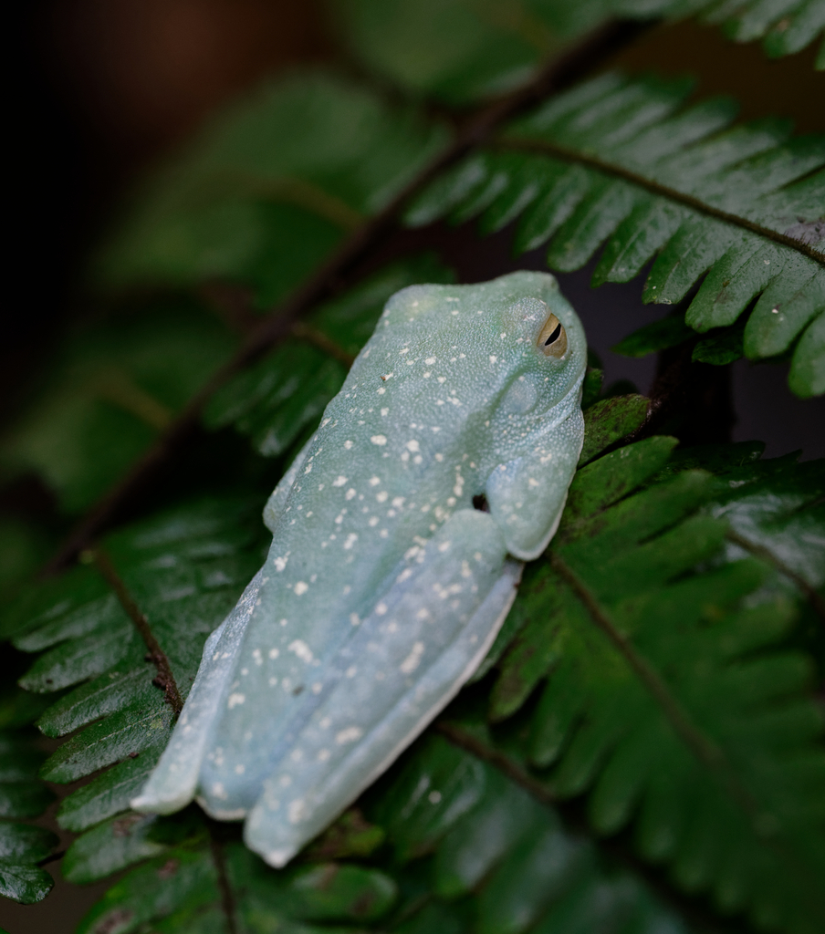 Red-webbed Tree Frog from Sarapiquí, Heredia, Costa Rica on March 23 ...