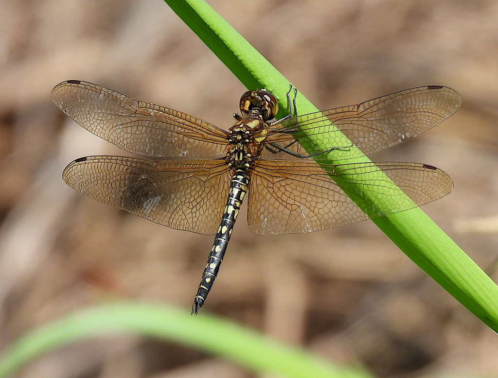 Water Prince from Gold Scrub Lane, Samsonvale QLD 4520, Australia on ...