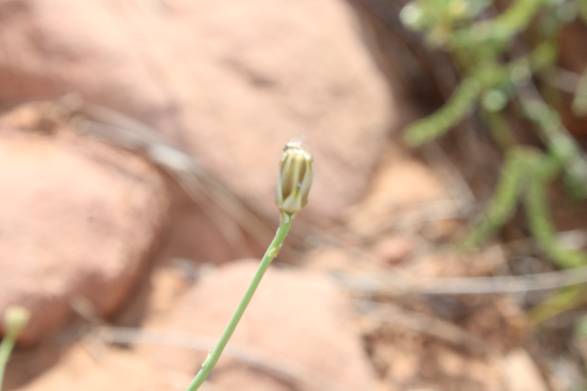 Launaea fragilis (Asso) Pau