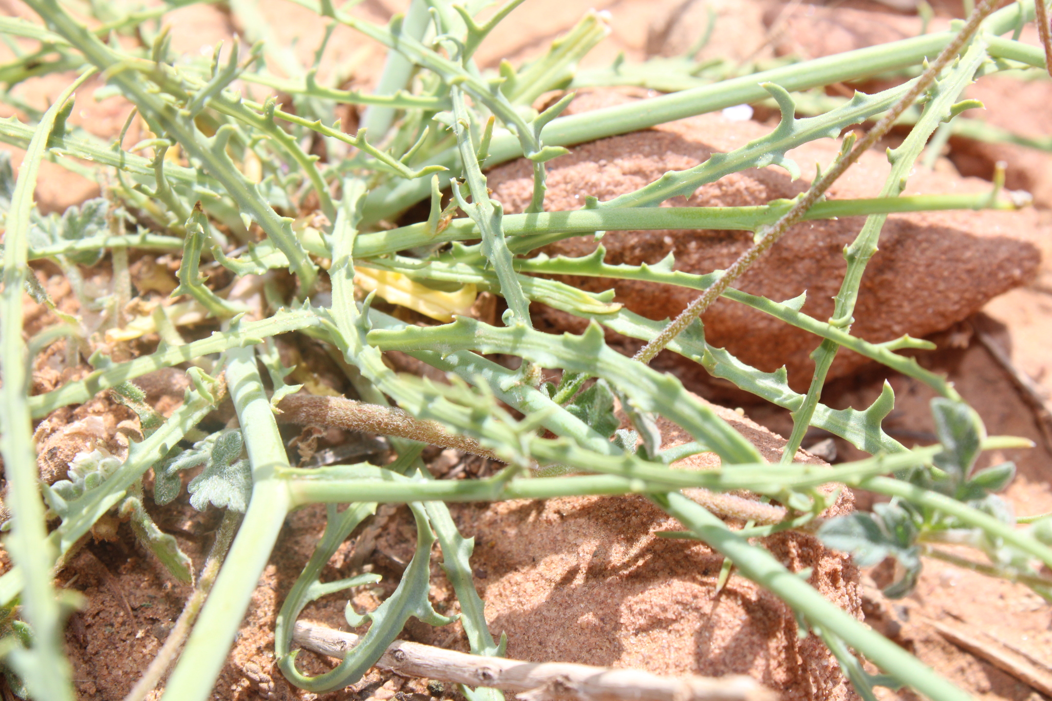 Launaea fragilis (Asso) Pau