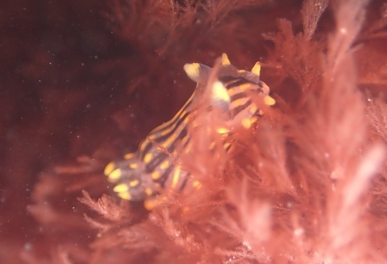 Polycera atra MacFarland, 1905