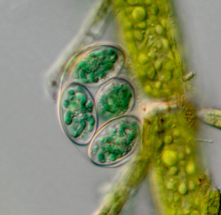 glaucophyte algae (Glaucophyta) - Botanical Realm