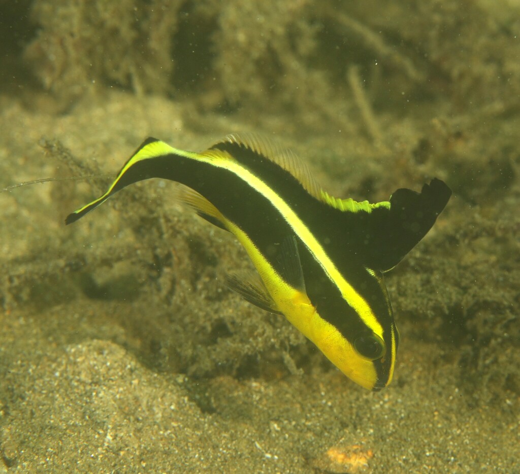 Painted Sweetlips from Sydney NSW, Australia on March 31, 2023 at 11:50 ...