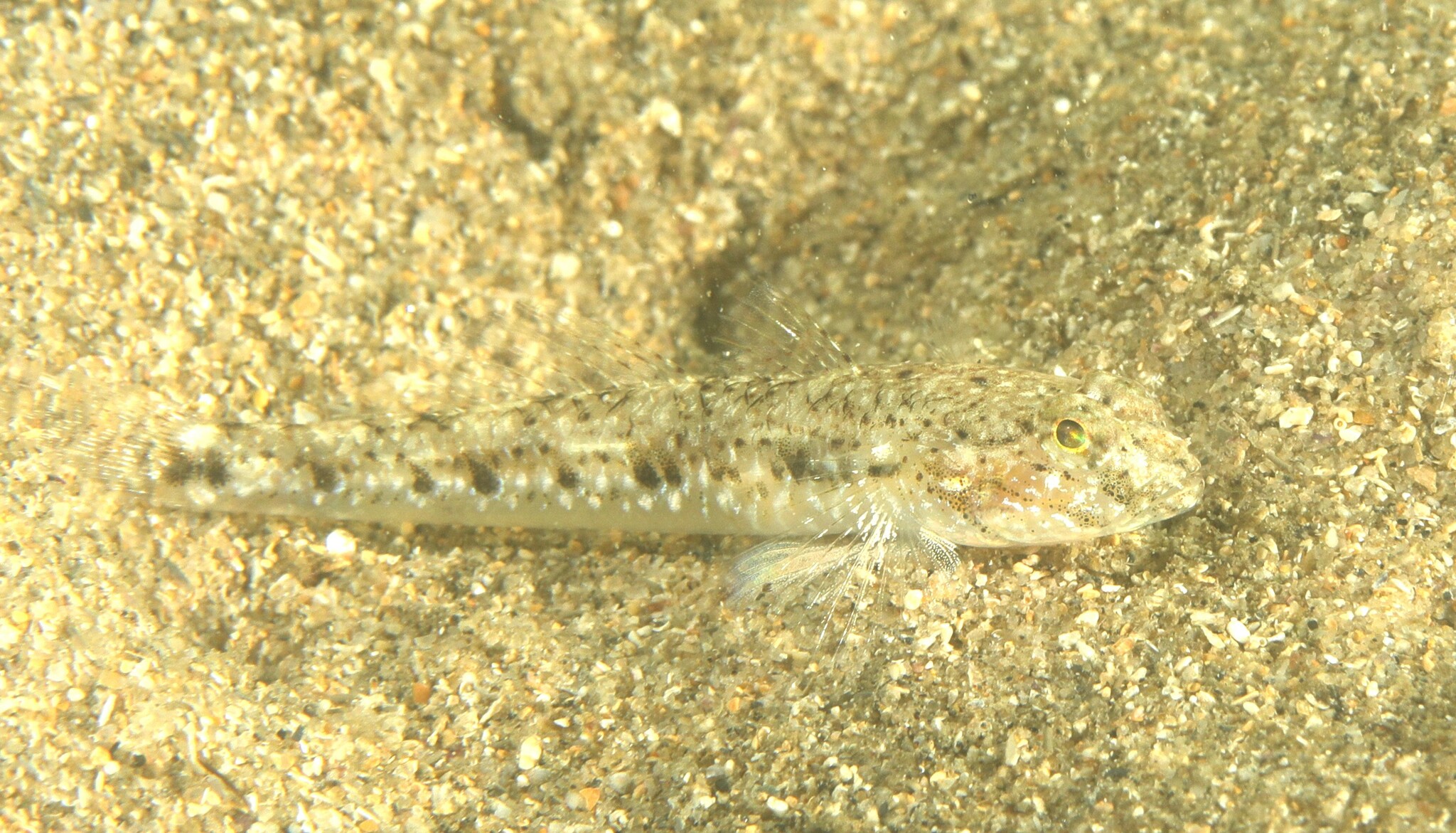 Favonigobius lentiginosus (Richardson, 1844)